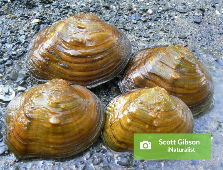 Molluscs – Shared Legacy