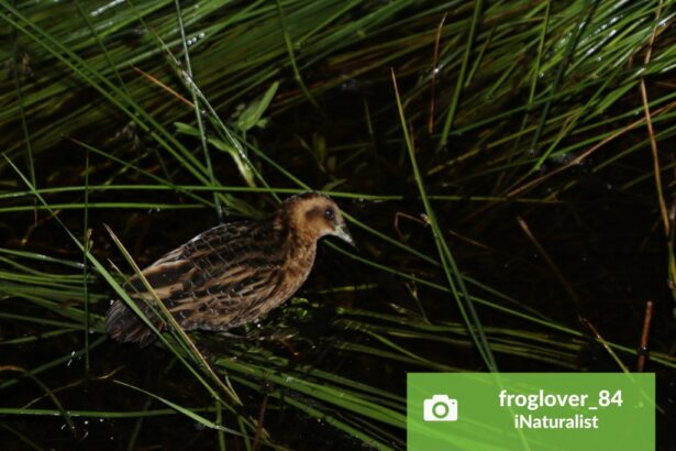 Species at Risk Spotlight: Yellow Rail – Shared Legacy